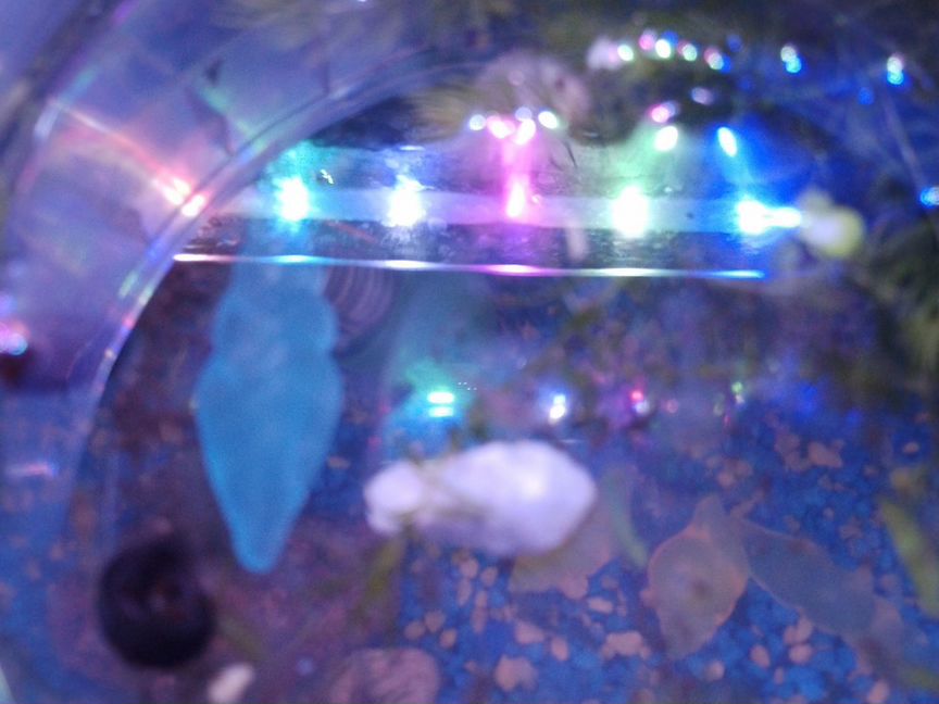 Мальки гуппи и улитки миланция 2шт