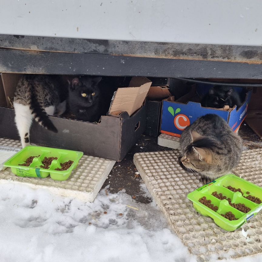 Котята в добрые руки