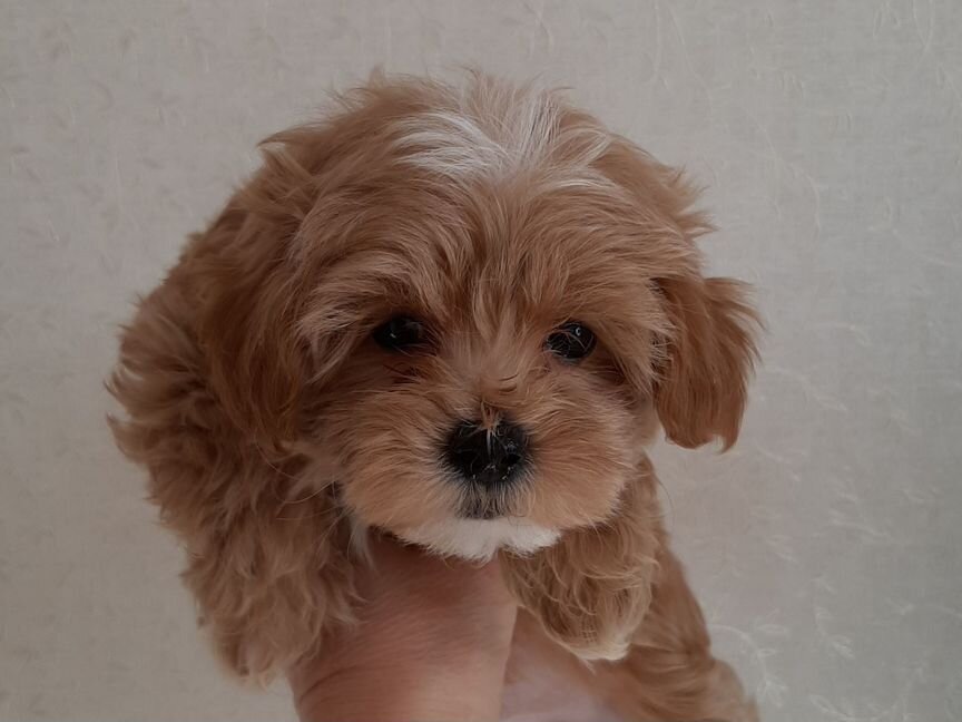 Мальтипушечки Ф1