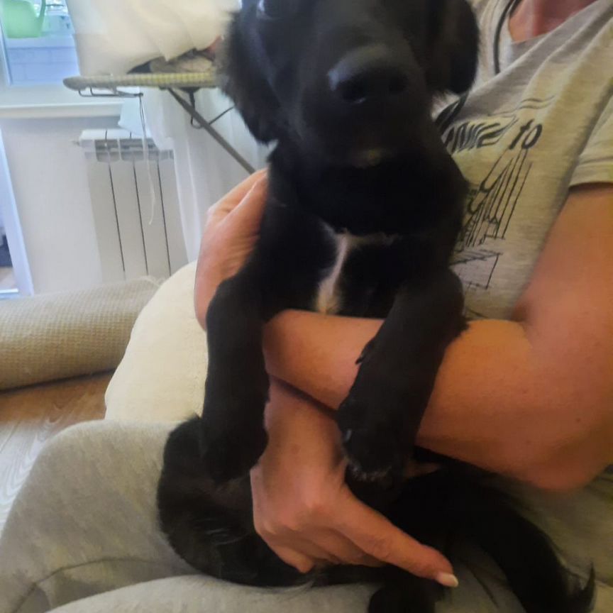 В добрые руки