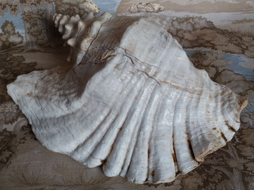 Ракушка рапан