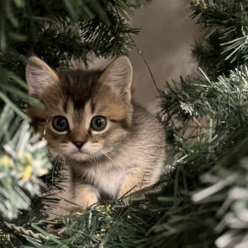 Котёнок от частного владельца