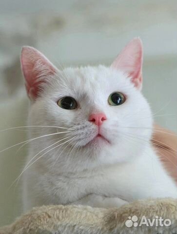 Кошечка зефирка Салли в добрые руки
