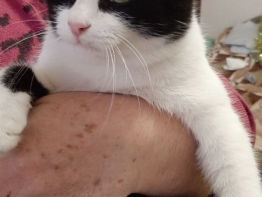 Японский бобтейл