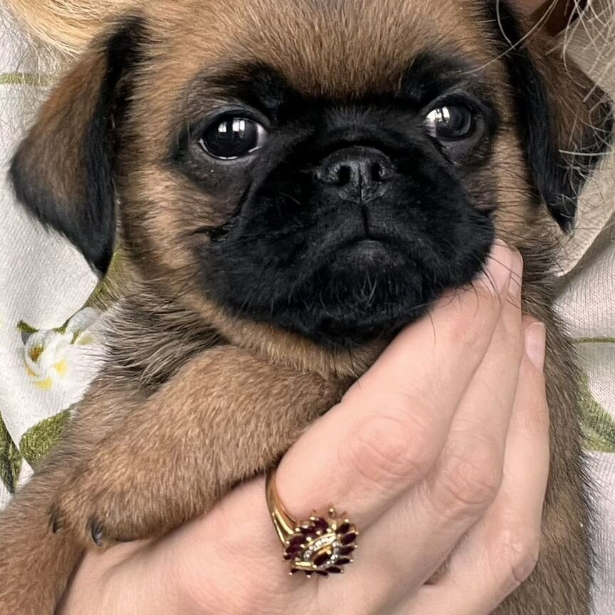 Пти-брабансон, щенок