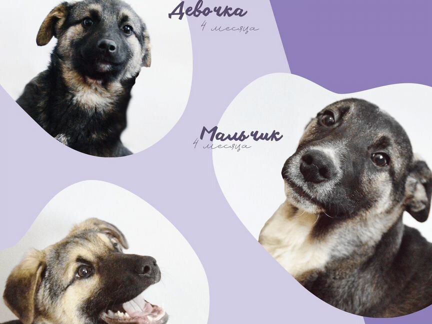 Щенки