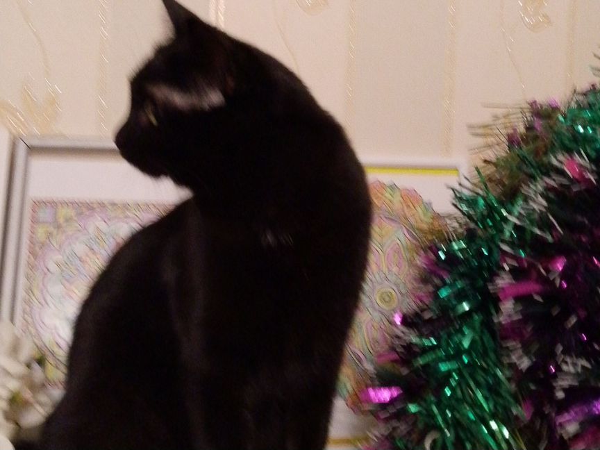 Кошка