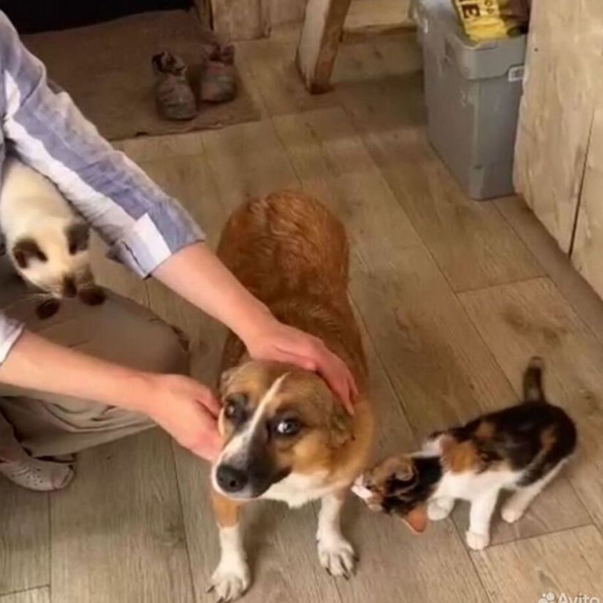 Собачка ищет дом