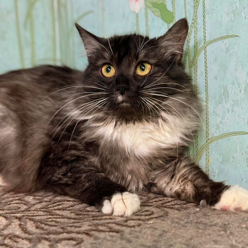 Лаванда, кошка-красавица из приюта в добрые руки