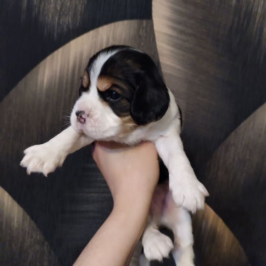 Малыши ждут своих заботливых хозяев