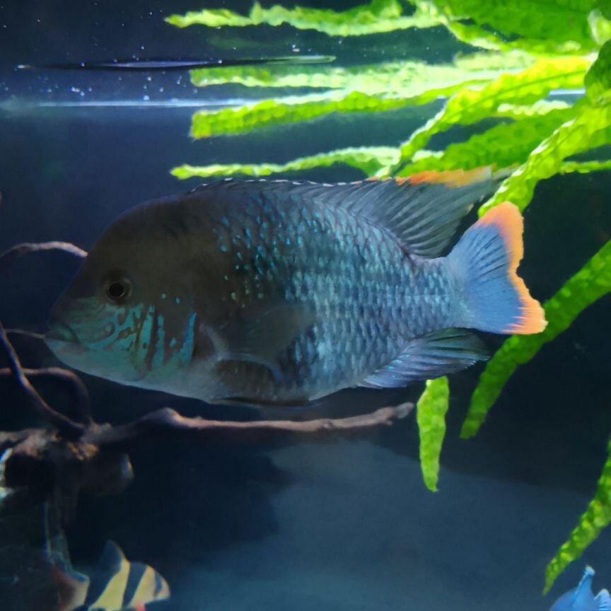 Сом таракатум и акара