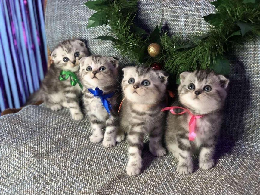 Шотландские вислоухие котята