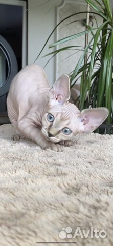 Мальчик Девон Рекс