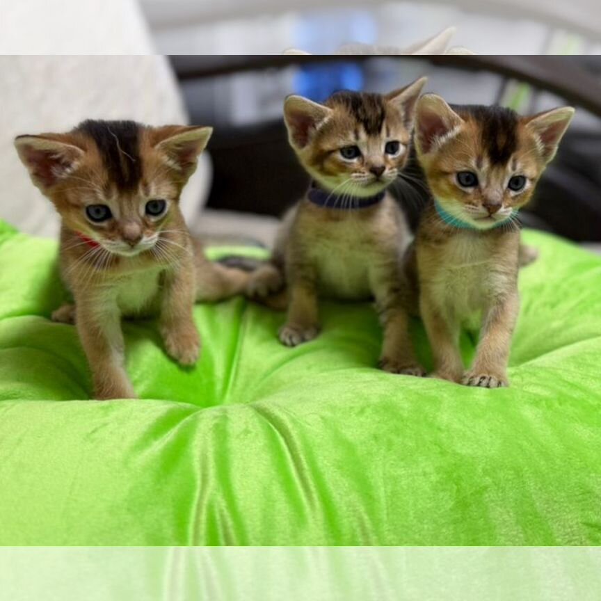 Абиссинский котёнок