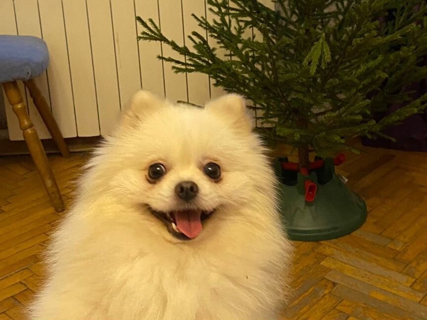 Шпиц в добрые руки