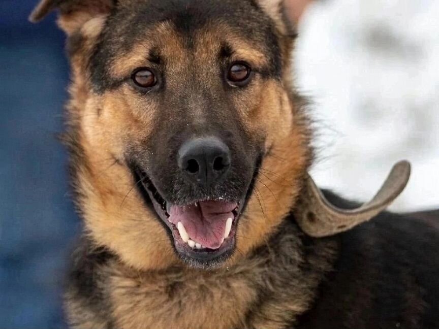 Собака в добрые руки