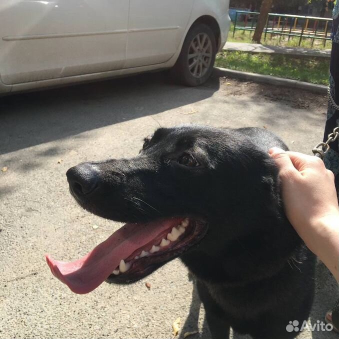 Помесь с овчаркой 9 месяцев