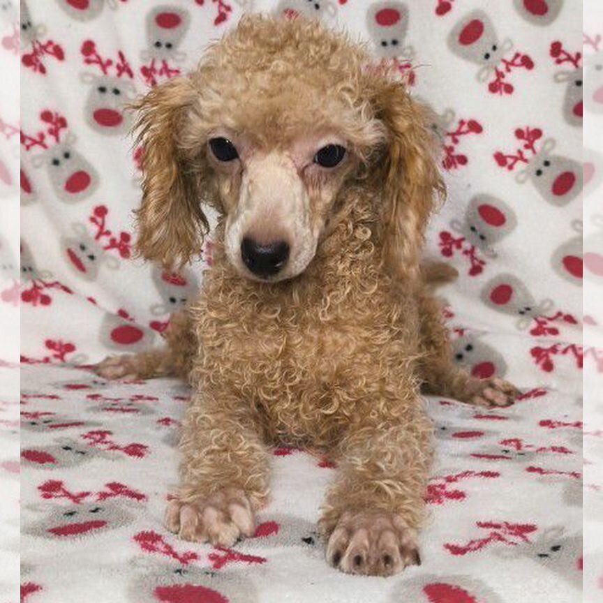 Той-пудель, щенок