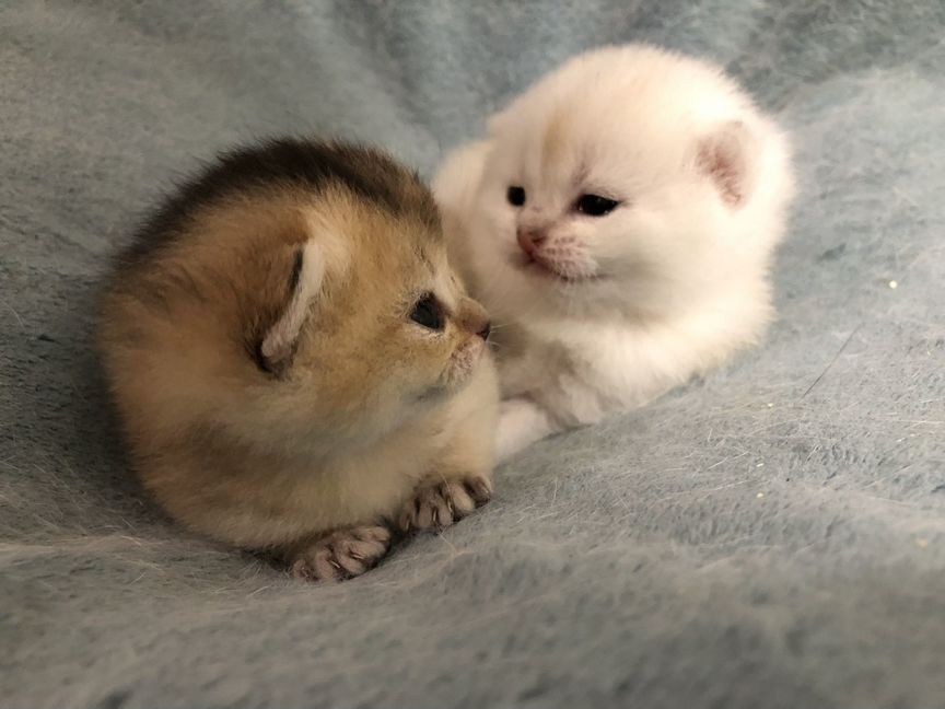 Британские котята