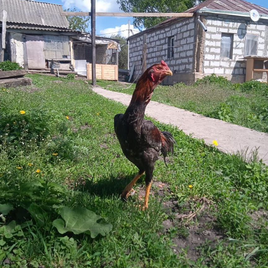 Питухи байцовкие