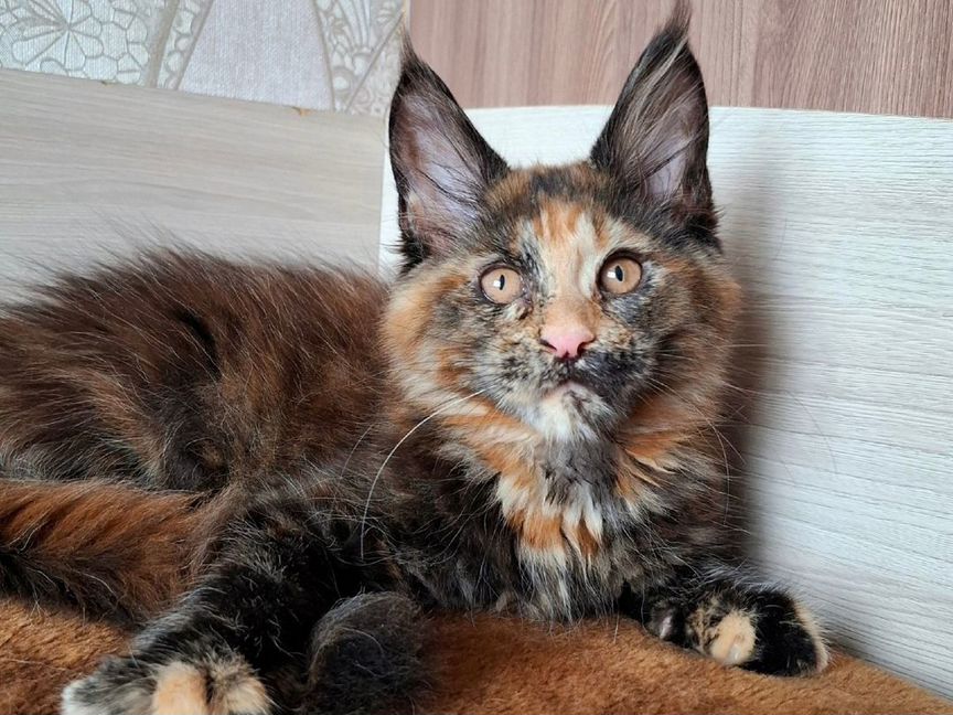 Кошечка породы мейн-кун