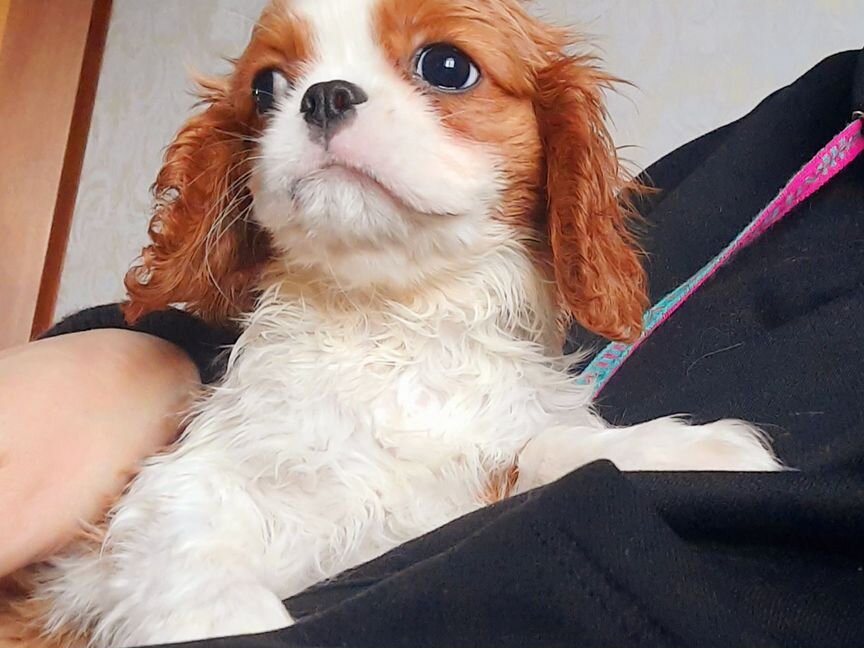 Красивые детки кавалер кинг чарльз спаниель