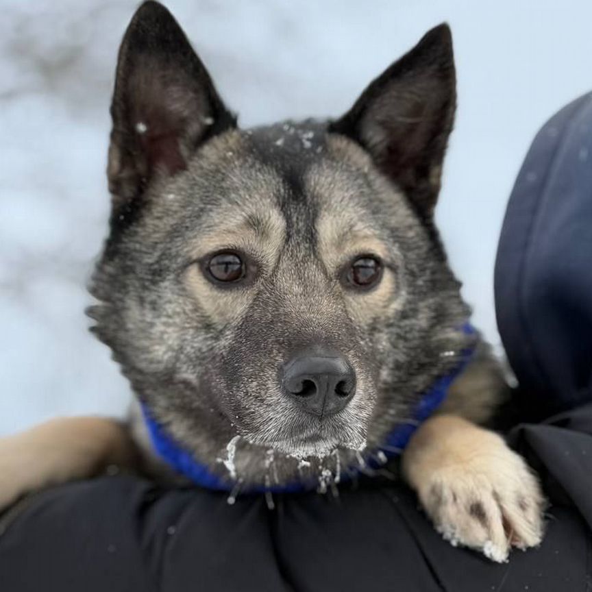 Взрослая собака в добрые руки