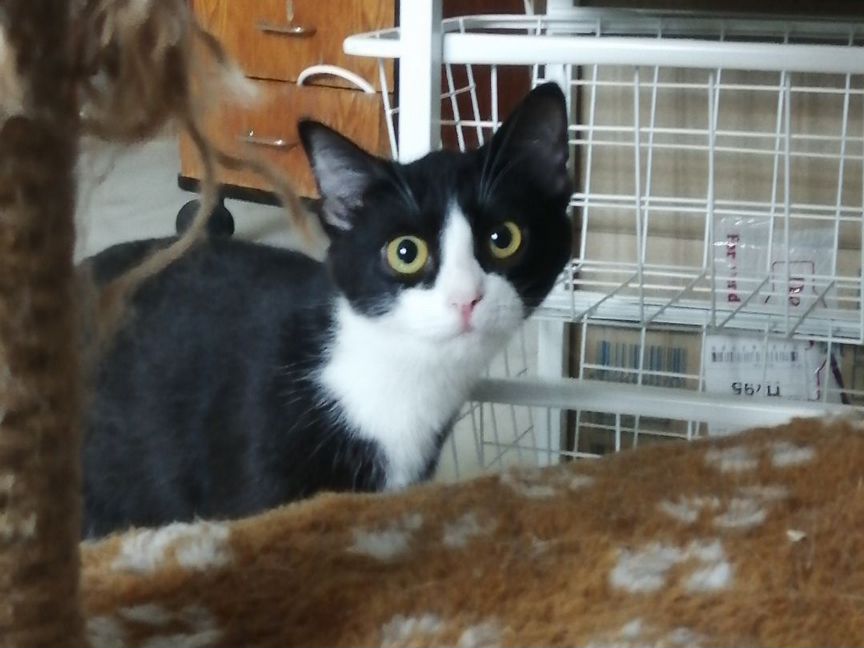 Котенок в деревню в добрые руки