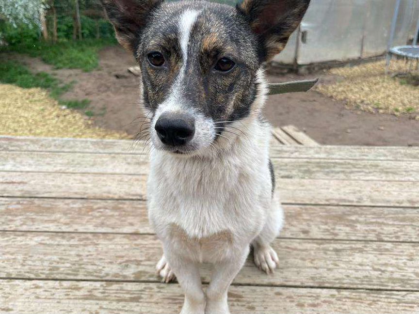 Маленькая собака Ракета