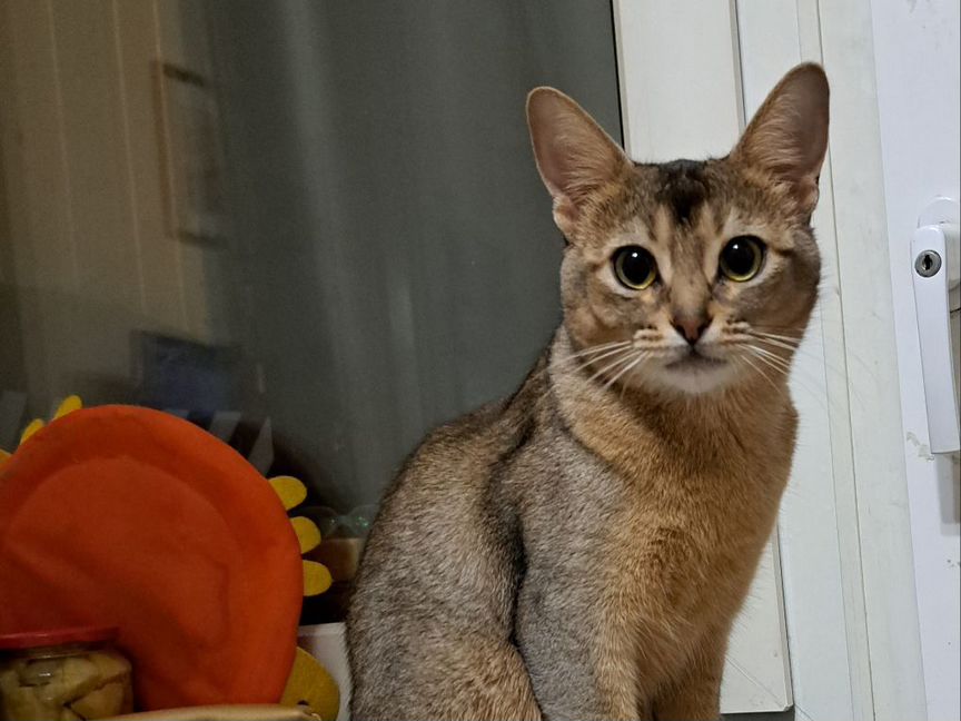 Ищем кота на вязку