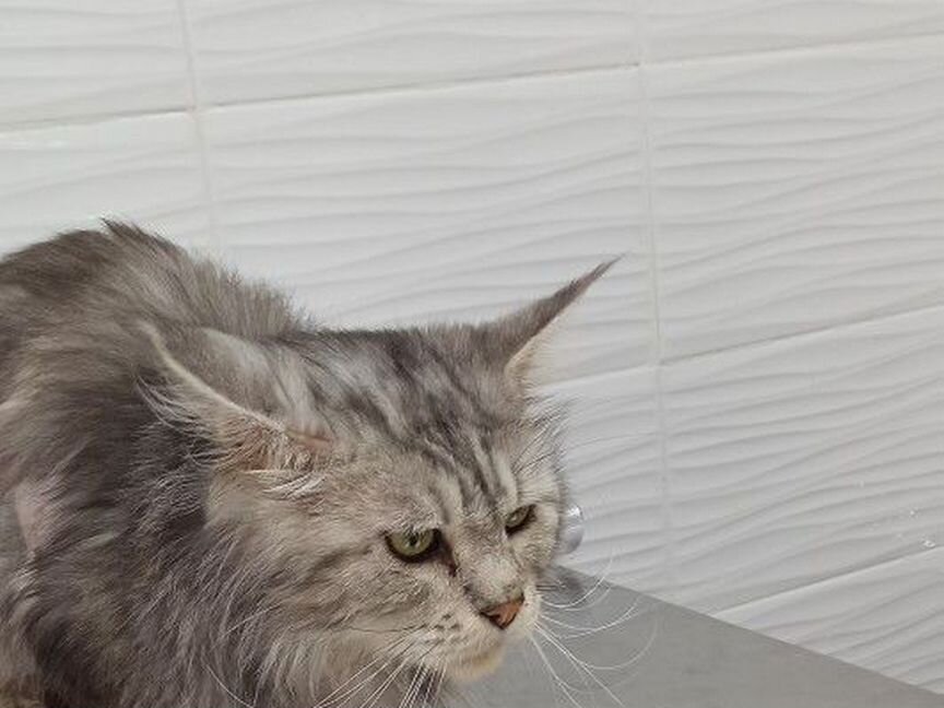 Мейн-кун в дар