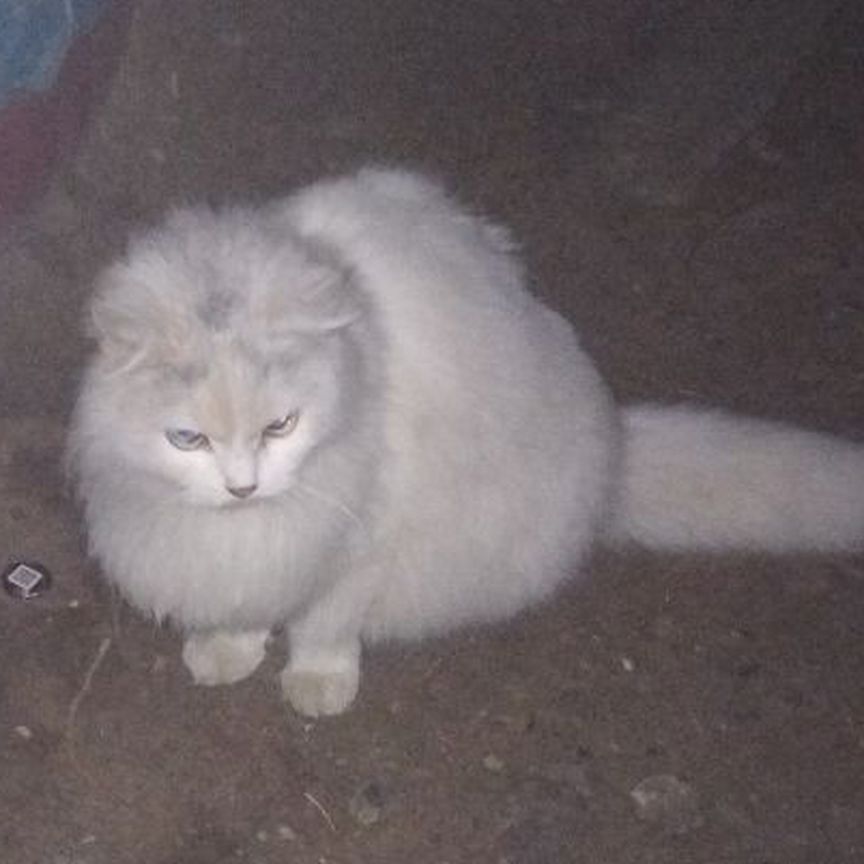 Кошки в добрые руки