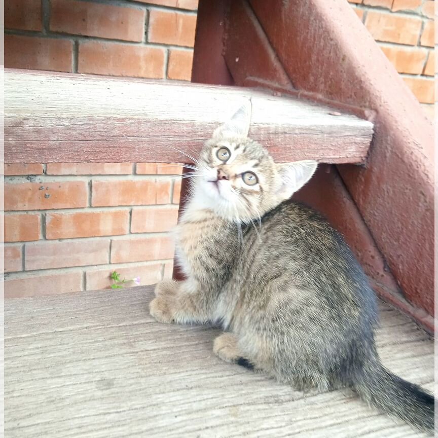 Котята отдам бесплатно