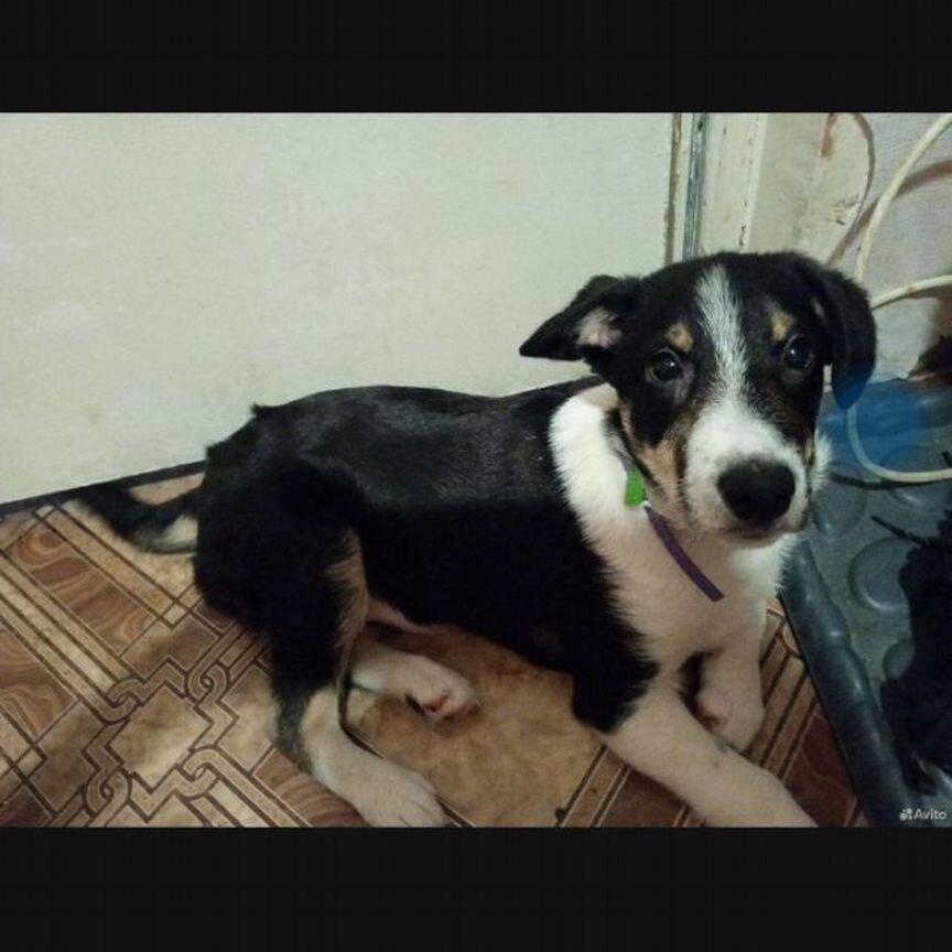 Щенок девочка на передержке