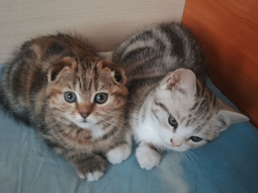 Шотландская вислоухая/прямоухая