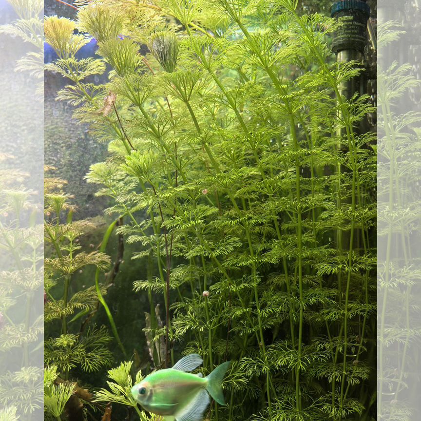 Лимнофила сидячецветковая отростки