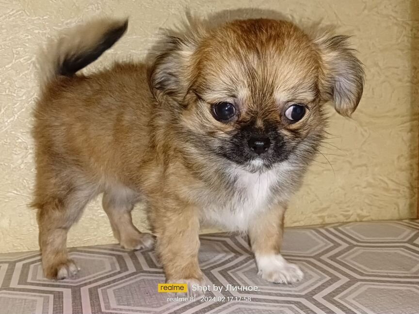 Щенок Чихуахуа