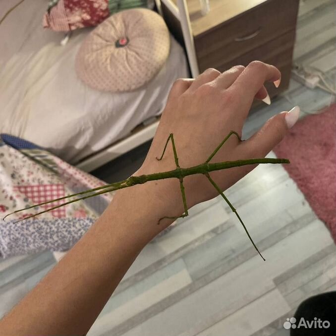 Аннамские палочники