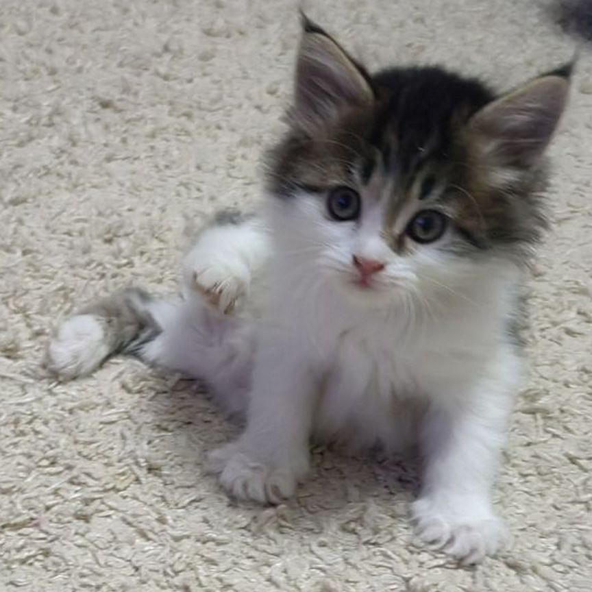 Сибирский котёнок