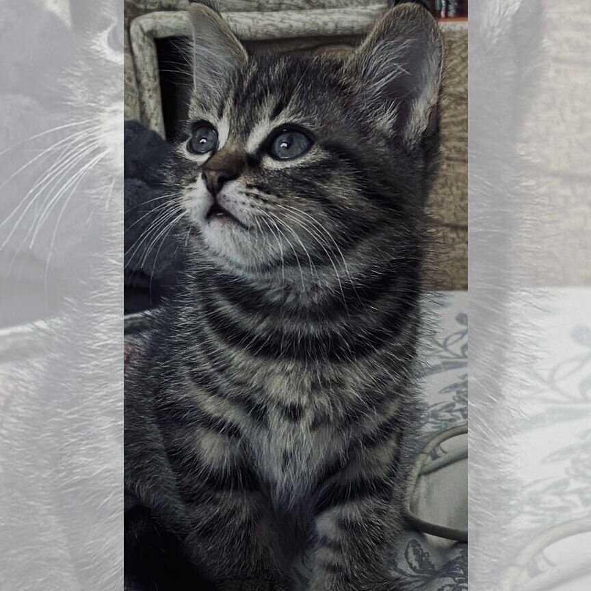 Шотландский прямоухий короткошёрстный котёнок