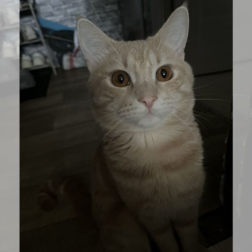 Кот мейн-кун