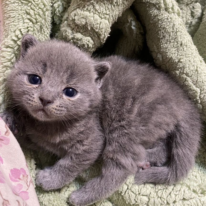 Британский длинношёрстный котёнок