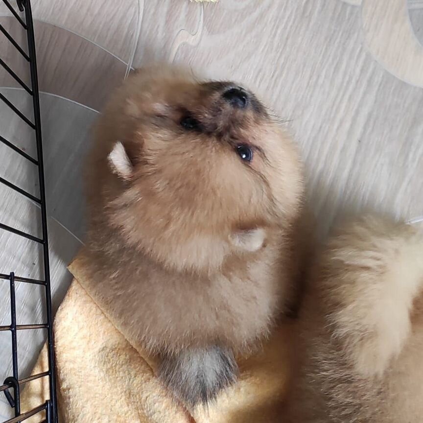 Мини щенки померанского миниатюрного шпица