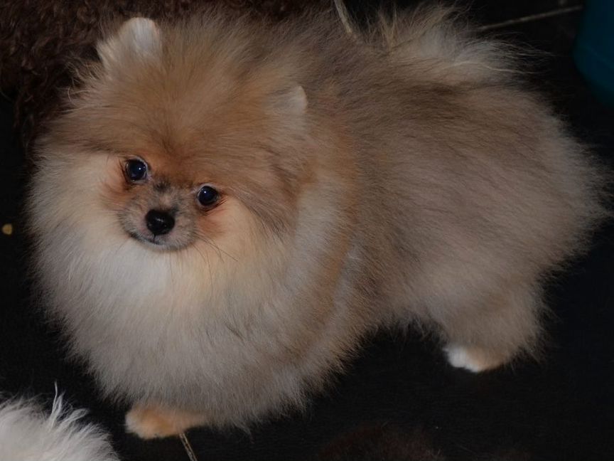 Померанская Куколка 3,5месяца