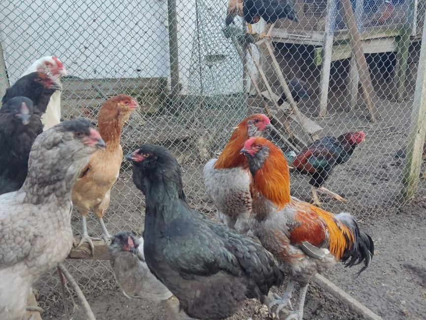 Инкубационное яйцо