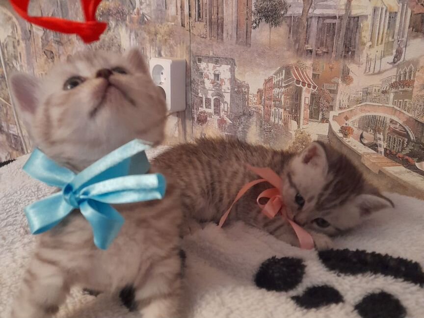 Котята,дарю