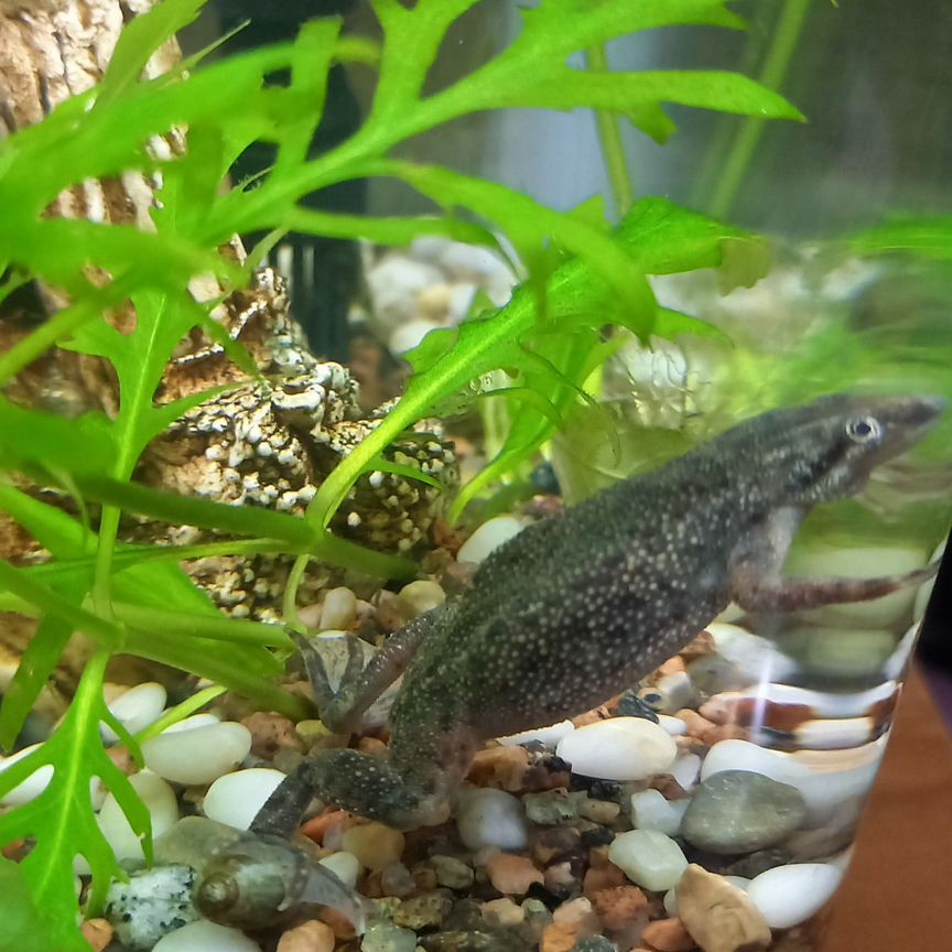 Карликовые лягушки аквариумные