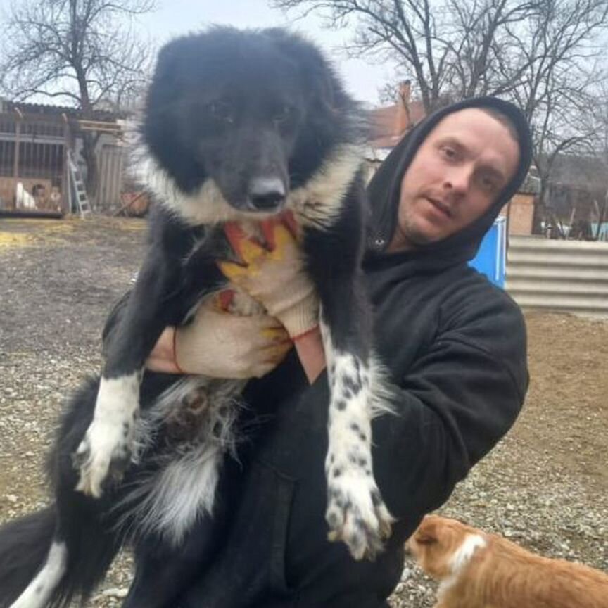 Взрослый пёс в добрые руки