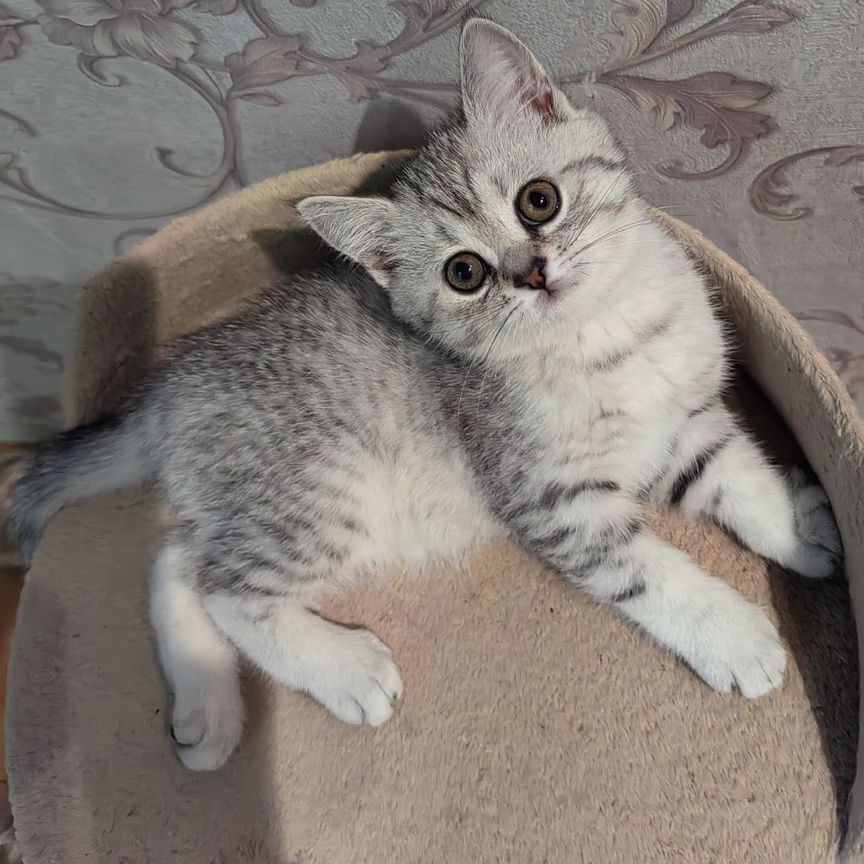 Шотландский вислоухий короткошёрстный котёнок