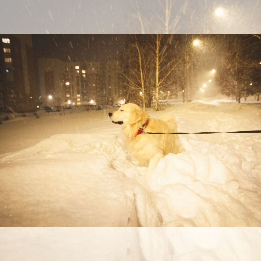 Золотистый ретривер, взрослый пёс